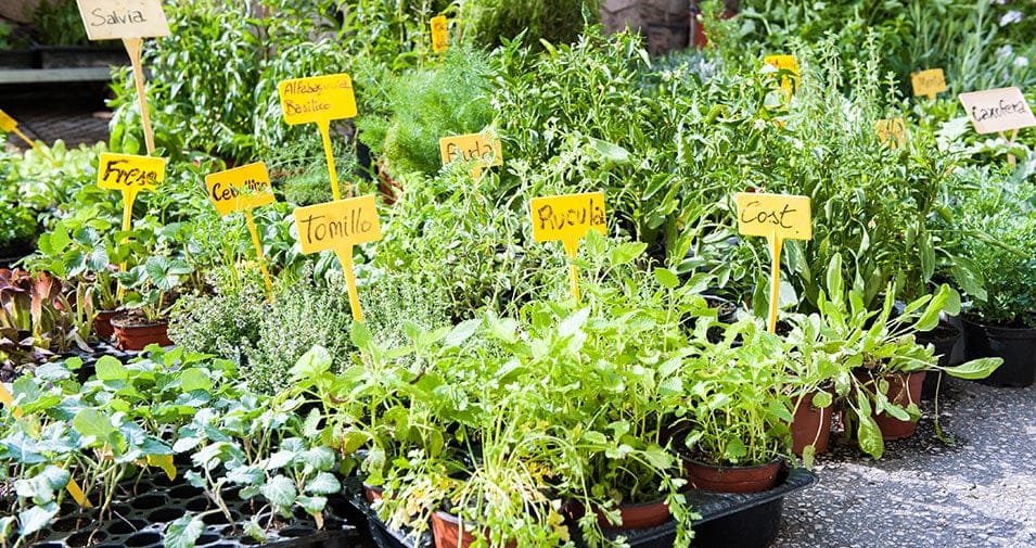 Fira de ses Herbes, Selva