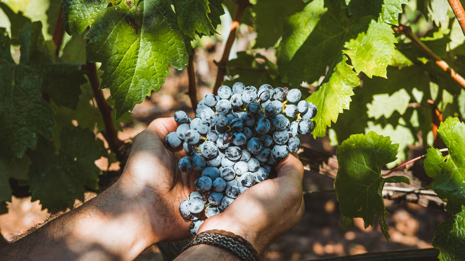 Los diez mejores vinos de Mallorca